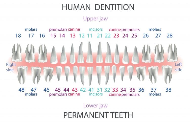 Dental Tooth Number Chart | Dental Teeth Numbers And Names
